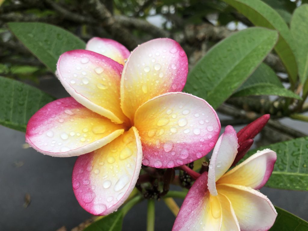 もうすぐ梅雨明けですね。 Okinawa41
