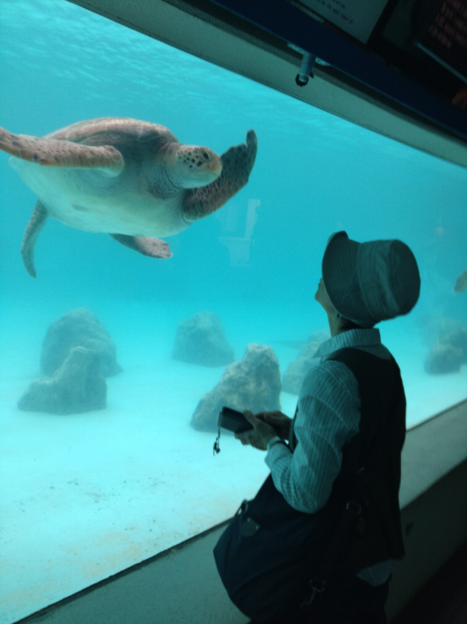 Say hello!! - OKINAWA41